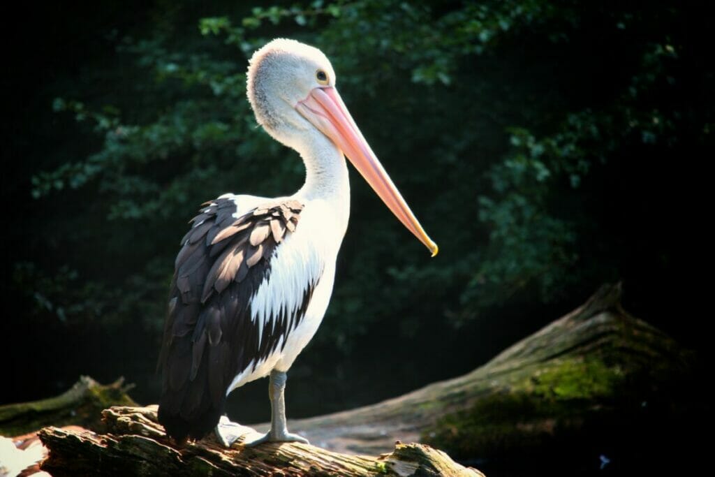 11 Awesome Freshwater Animals You'll Love Learning About