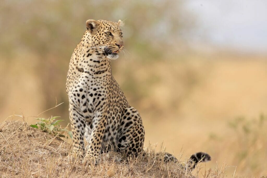 13 Awesome Animals That Live In A Savanna - Cool Wood Wildlife Park