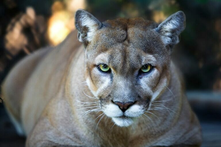 14 Animals That Live In Florida: The State's Diverse Species