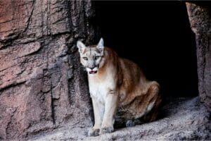 13 Animals Live In Hot Climates: Adaptations & Survival