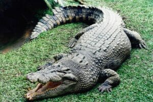 How Fast Can A Crocodile Run? Examining Croc Speed