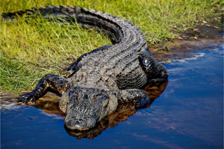 Animals That Live In Rivers - Cool Wood Wildlife Park