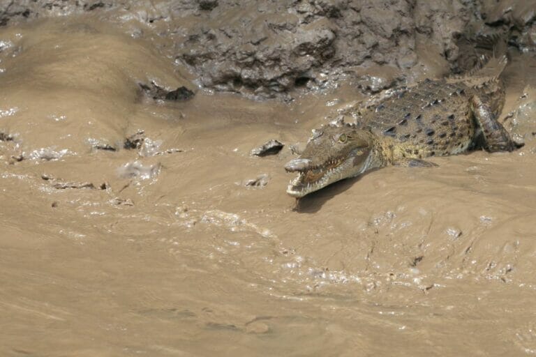 Not Just Humans! 7 Surprising Animals That Sweat For Survival