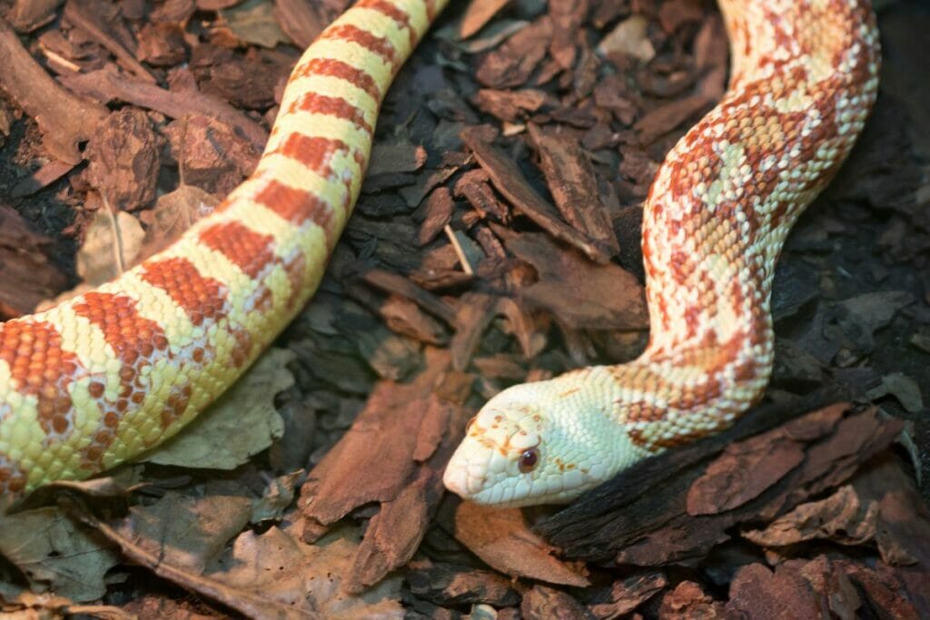Black Snake Species: A Guide To These Striking Snakes
