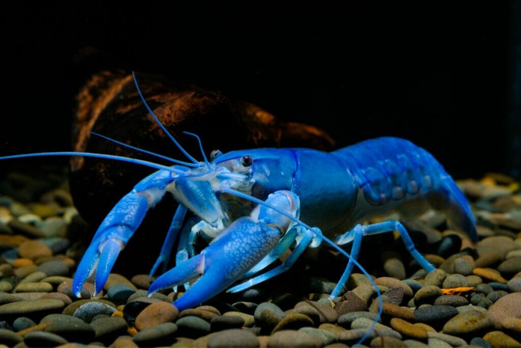 Animals That Are Blue: 25 Gorgeous Bright Blue Species