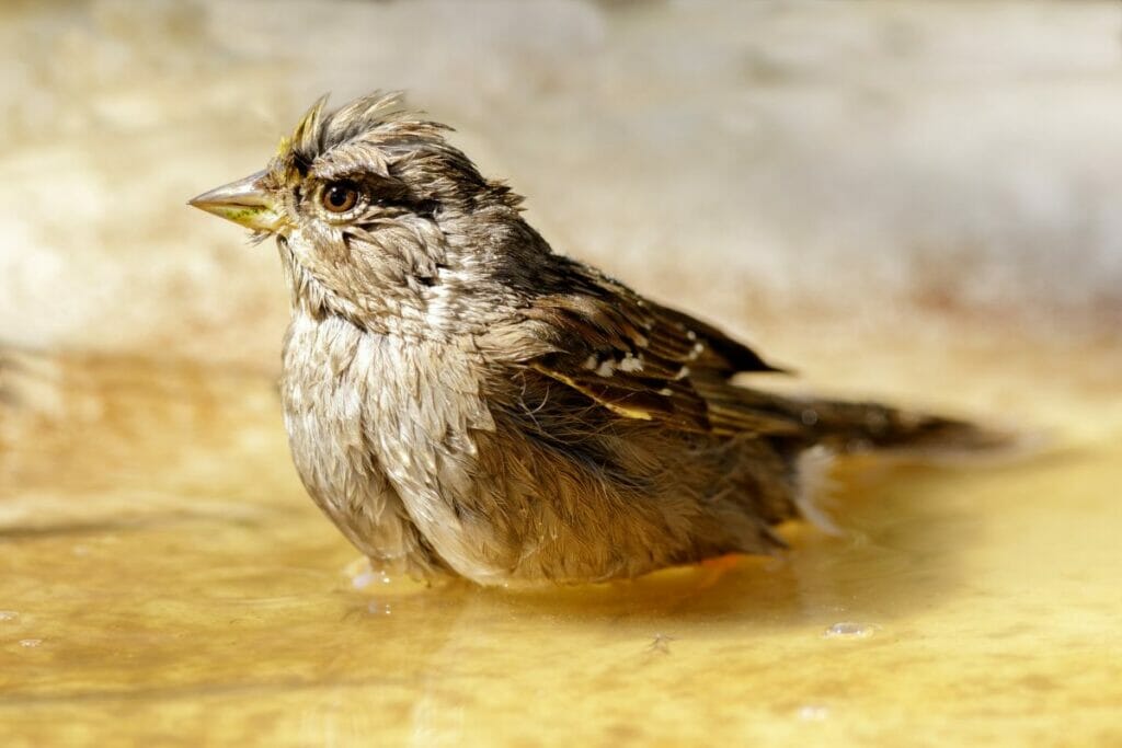 Sparrow Types And Where To Find Them - Cool Wood Wildlife Park