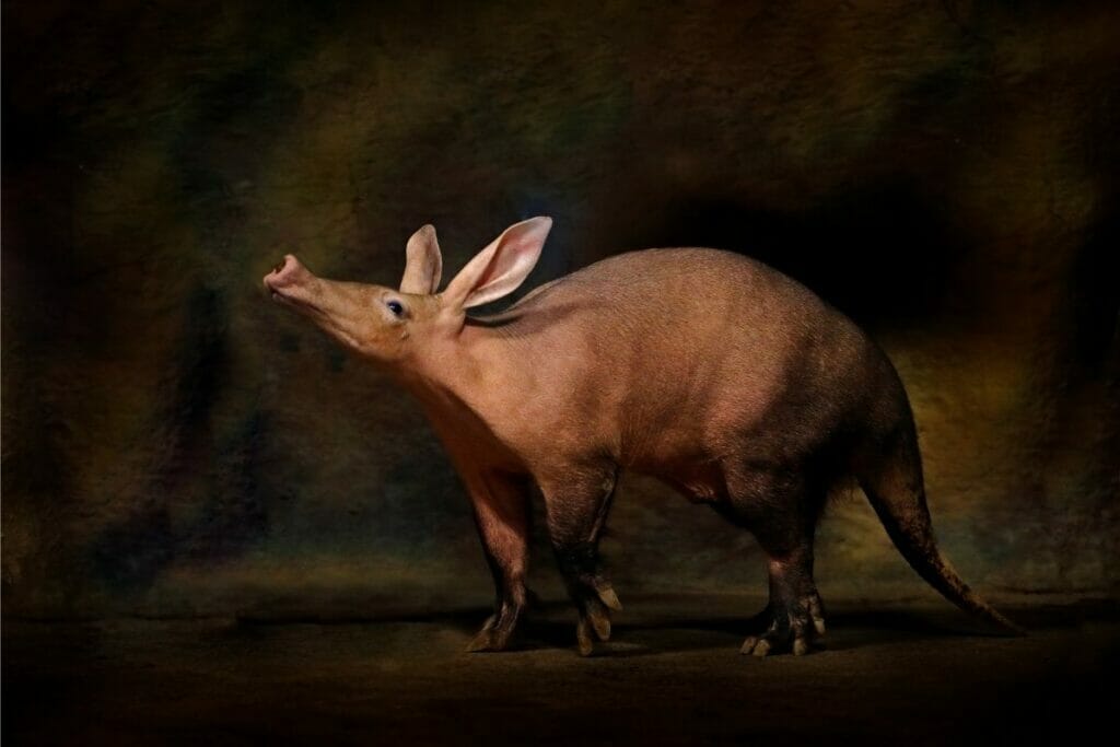 14 Interesting Animals In Morocco