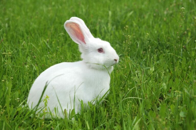 10 White Animals: Fascinating Facts And Survival Challenges