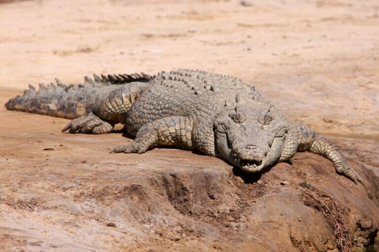 How Fast Can A Crocodile Run? Examining Croc Speed
