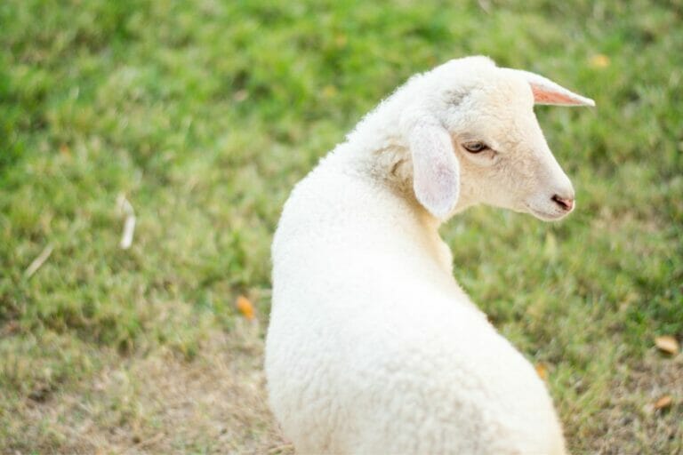 10 White Animals: Fascinating Facts And Survival Challenges