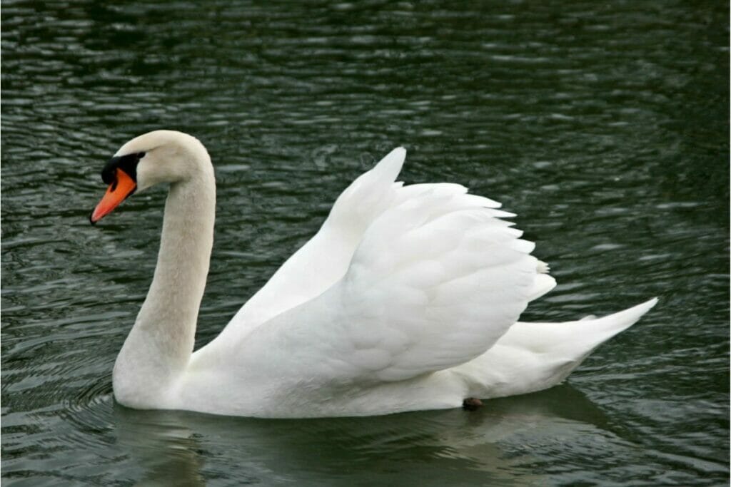Swans: What Types Of It Exist? A Concise Guide