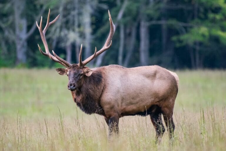 The Elk: Everything You Need To Know - Cool Wood Wildlife Park