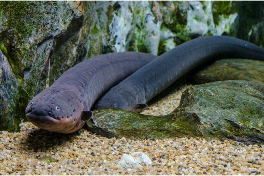 The Slipperiest Fish In The Sea! 12 Types Of Eels - Cool Wood Wildlife Park