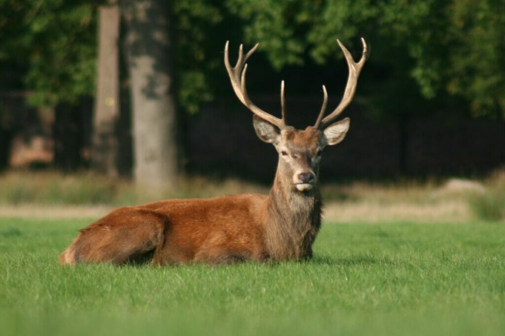 Types Of Deer Across The World - 4 Global Species You'll Want To See!