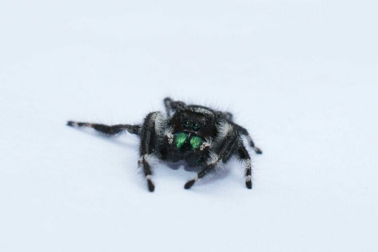 Crouching Crawlers: 5 Amazing Types Of Jumping Spiders Revealed!