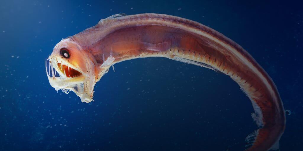 Amazing Animals That Start With V – Discover Unique Species!