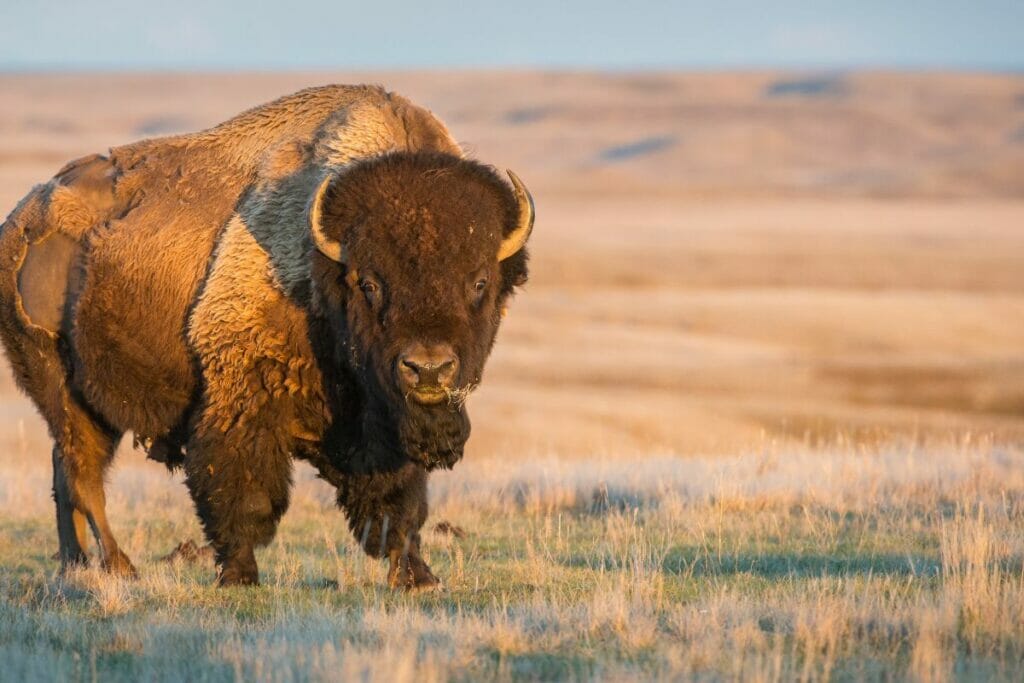 What Animals Are Waiting For You In The Grand Canyon? - Cool Wood ...