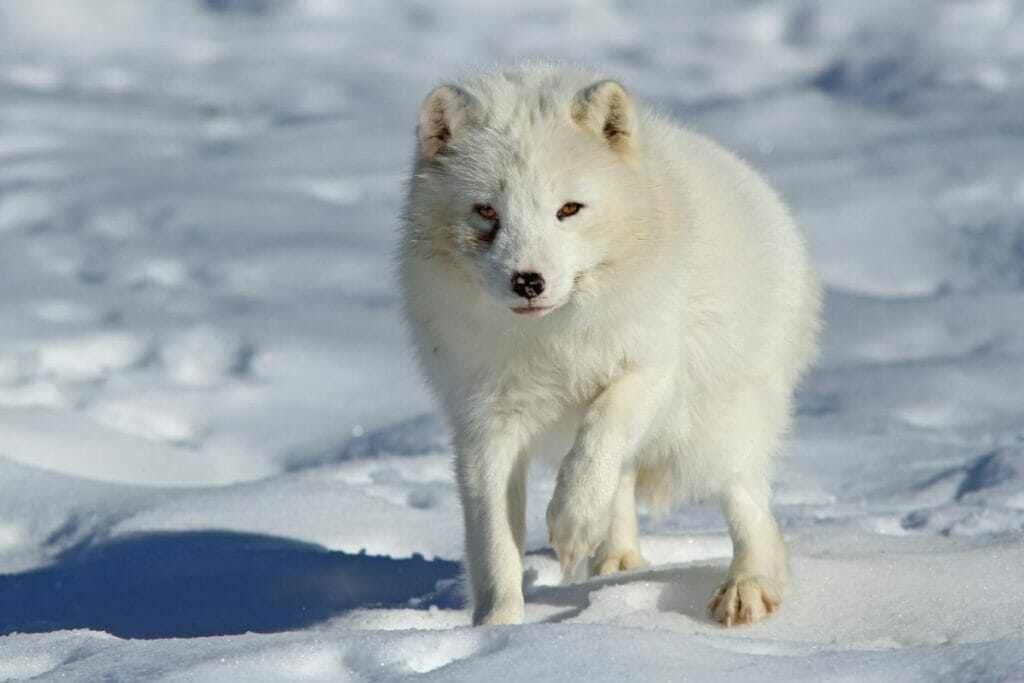 10 Animals That Live In The Coldest Conditions - Cool Wood Wildlife Park