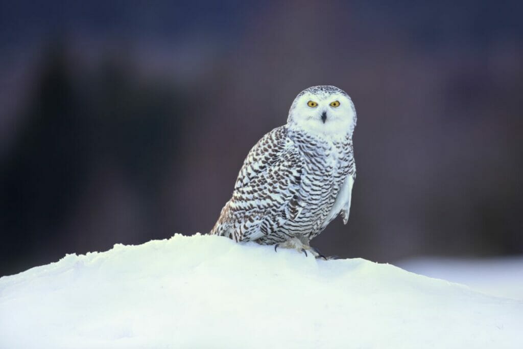 Animals That Live In The Snow - 5 Adapted For Winter Survival