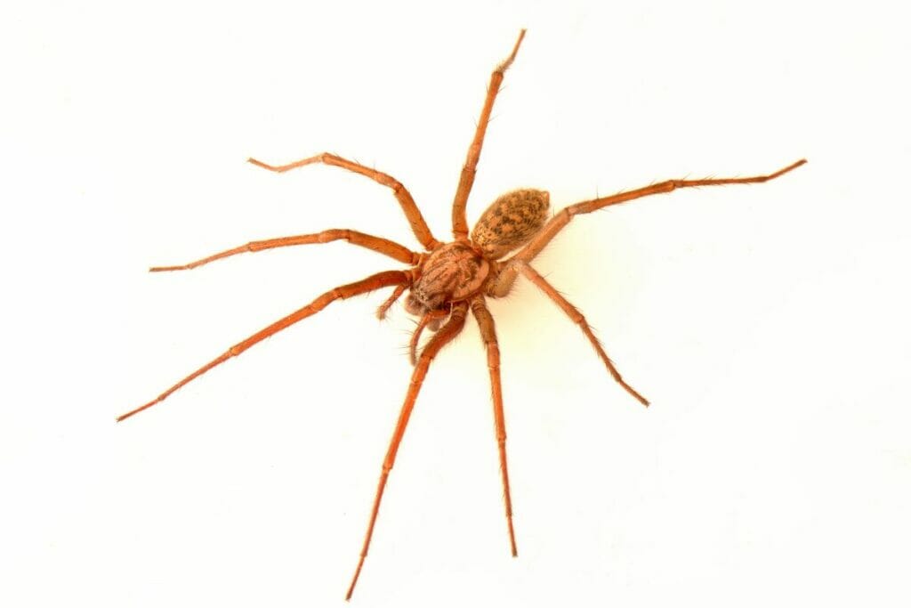 The House Spider: Everything You Need To Know - Cool Wood Wildlife Park