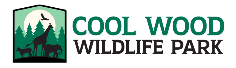 What Is A Beta Wolf? All You Need To Know