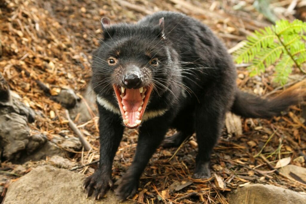 Are Tasmanian Devils Dangerous? (The Answer Is Yes!) - Cool Wood ...