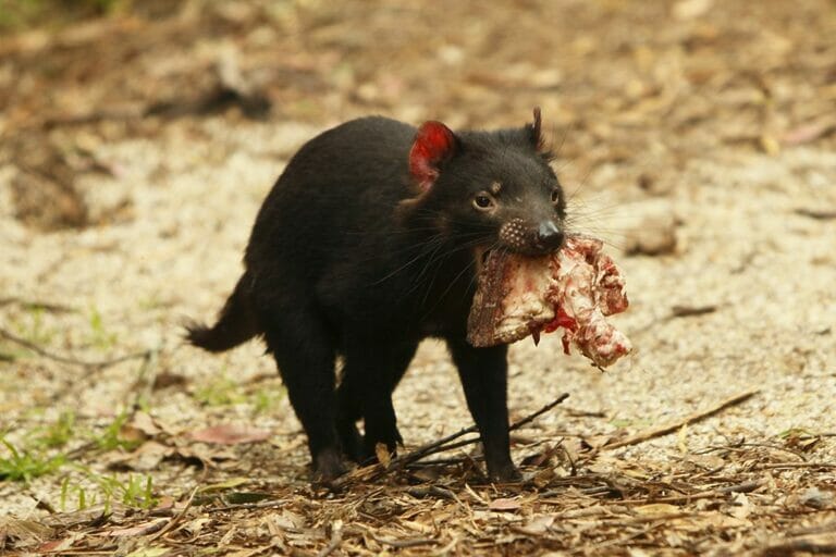 Do Tasmanian Devils Have A Predator? (Only A Few Remain) - Cool Wood ...