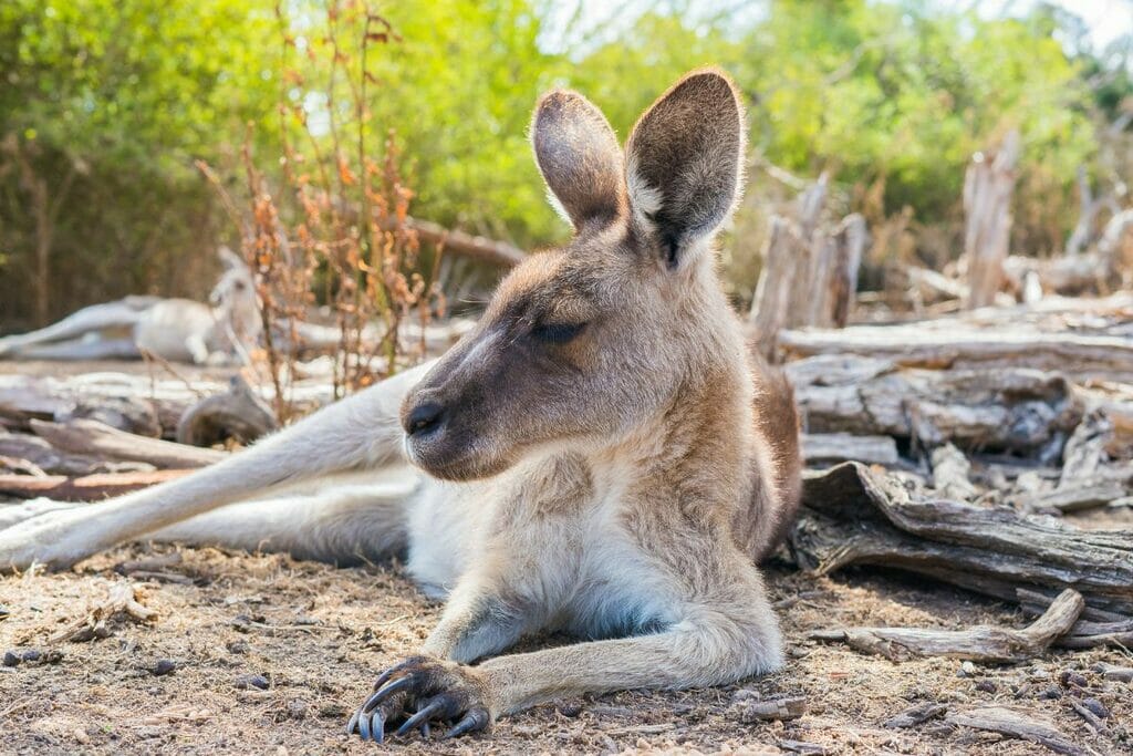 Can Kangaroos Survive In Cold Weather? (If Not, Why?) - Cool Wood Wildlife Park