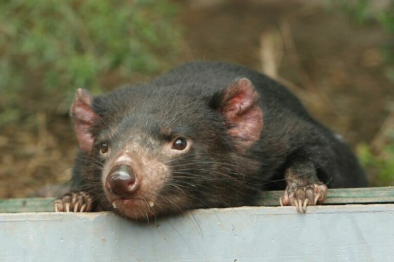 Can You Keep A Tasmanian Devil As A Pet? Find Out Here!