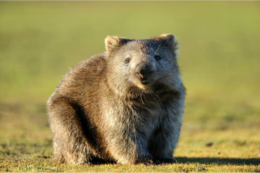 Can You Have A Wombat As A Pet? Discover The Tough Reality