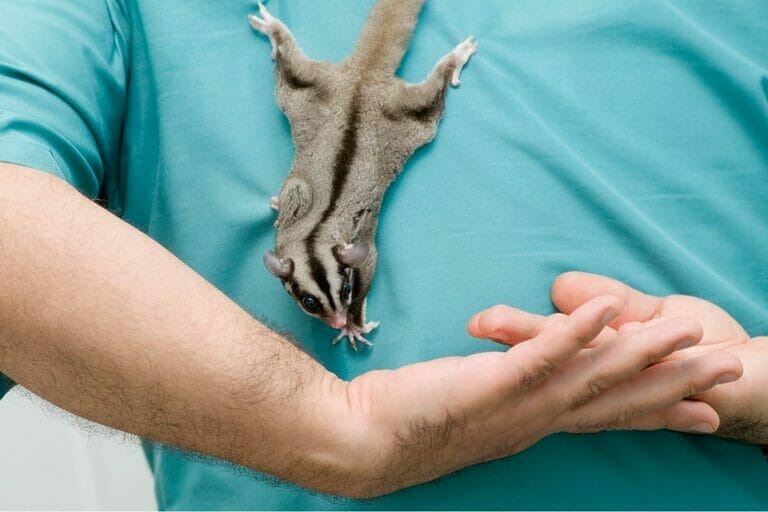 Do Sugar Gliders Recognize Their Owners? Everything A Glider Owner Should Know - Cool Wood ...
