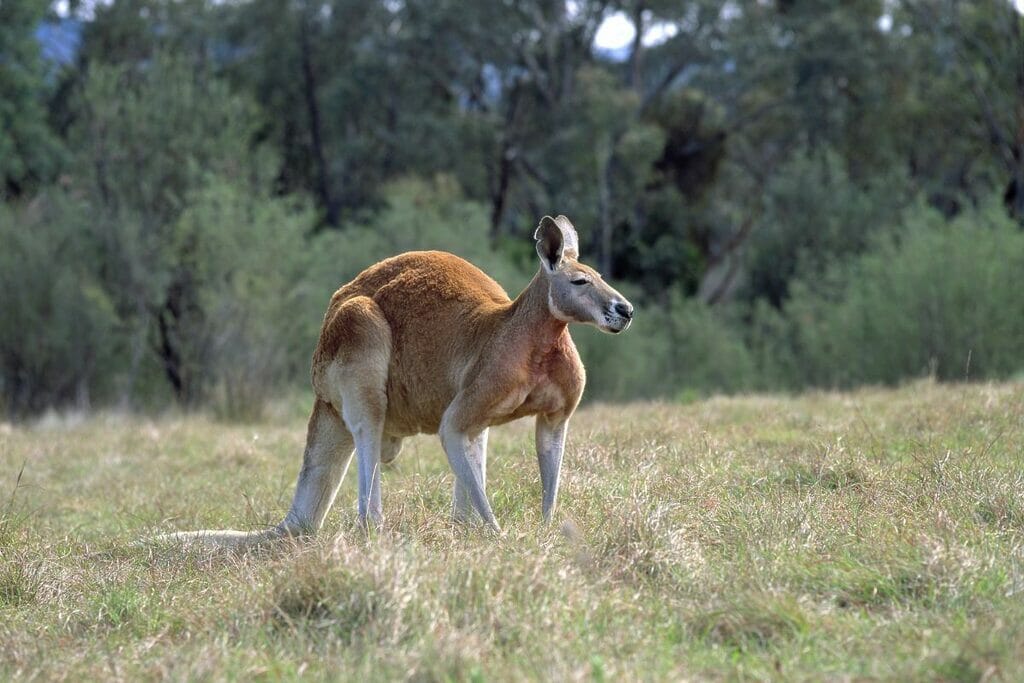 How Strong Are Kangaroos? - Revealed