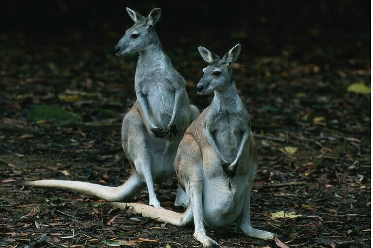 How Tall Can Kangaroos Get? Find Out Here - Cool Wood Wildlife Park