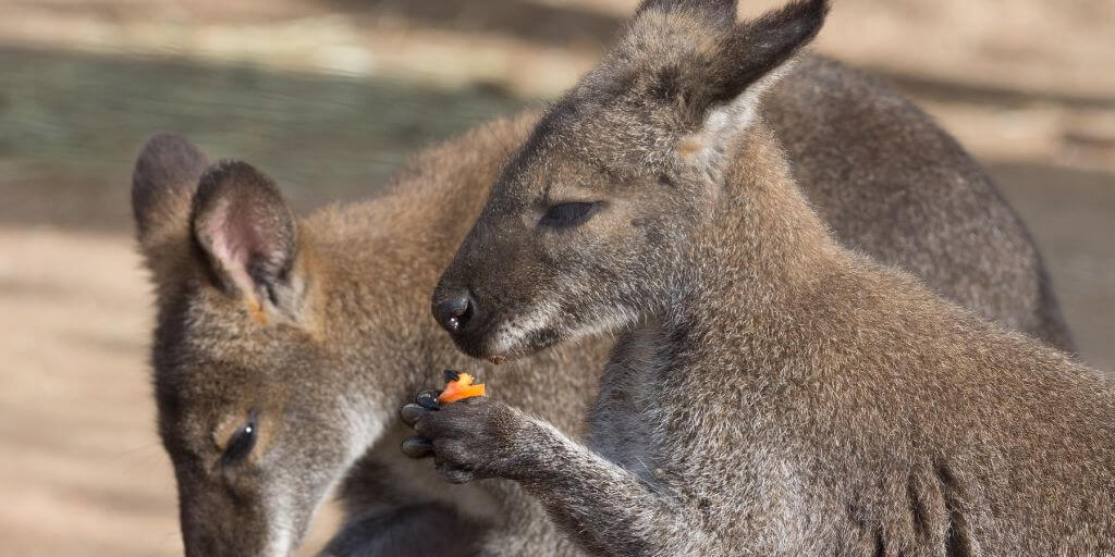 Unveiling Kangaroo Evolution: Where Did They Come From?