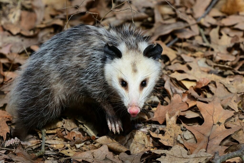 Scaly-Tailed Possum Facts (The Ultimate Guide) - Cool Wood Wildlife Park