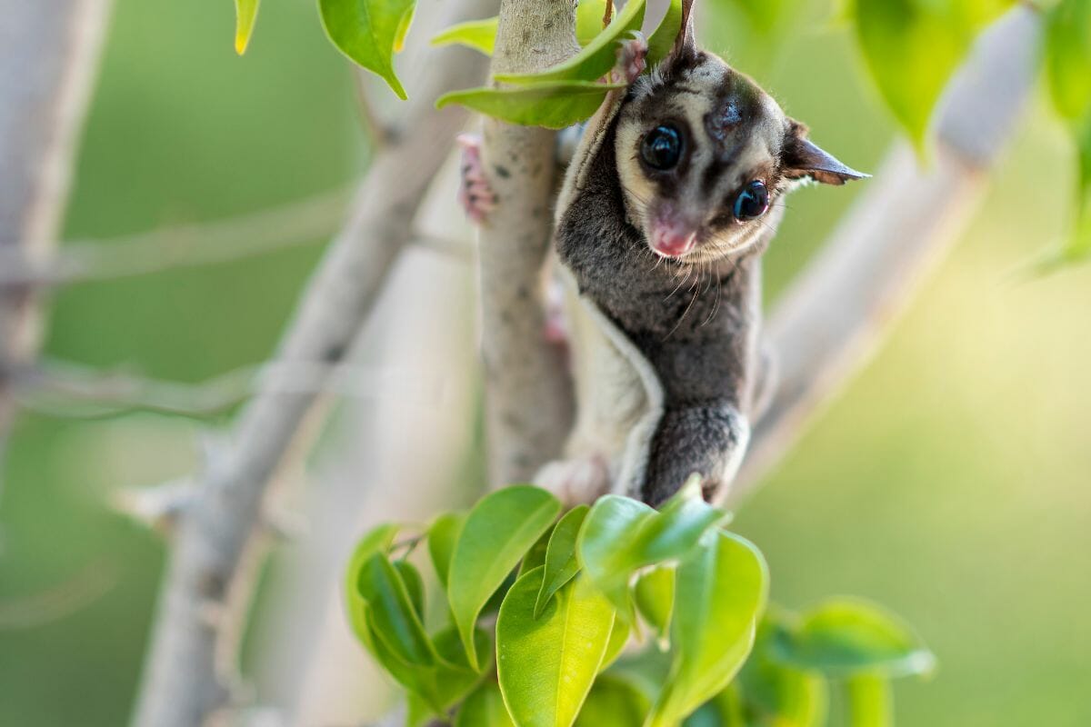 5 Sugar Glider Facts And Information You Need To Know