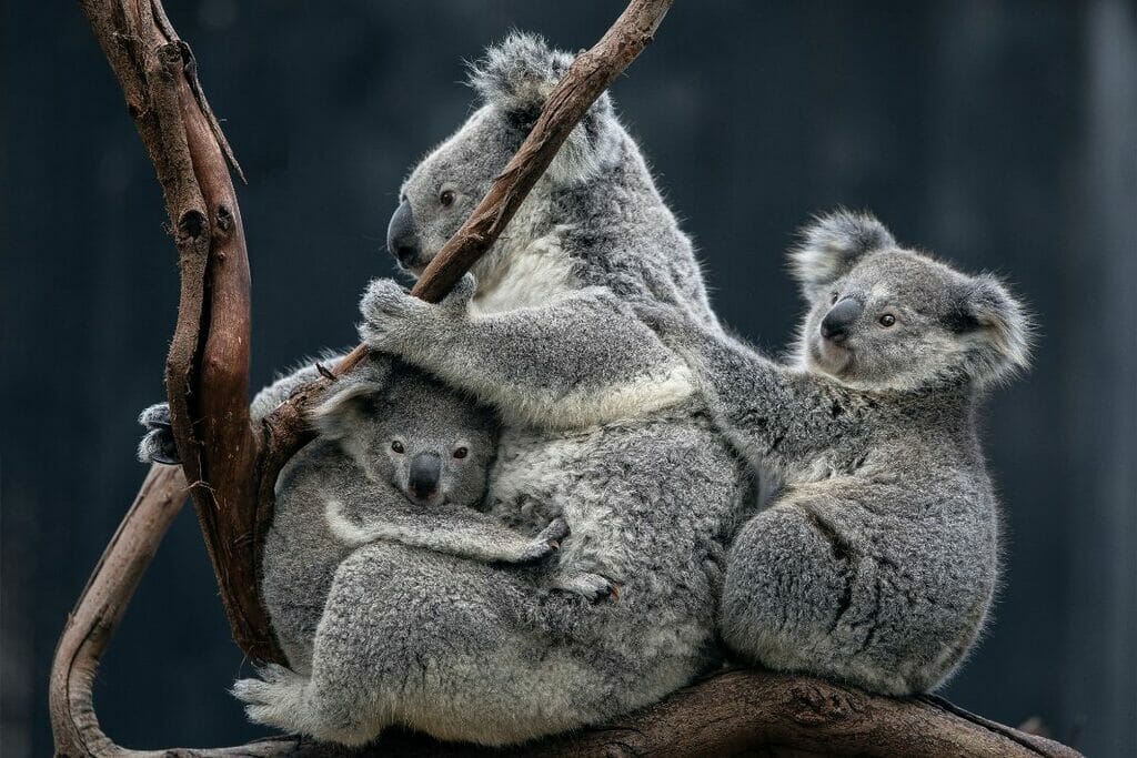 Why Does A Koala Have A Back To Front Pouch? Let Me Explain - Cool Wood ...