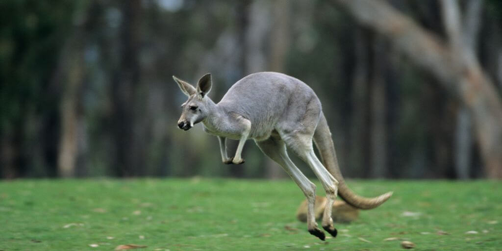 Kangaroos Fear Their Own Footsteps – Here's Why!