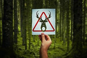 10 Proven Methods To Stop Poaching And Save Endangered Wildlife