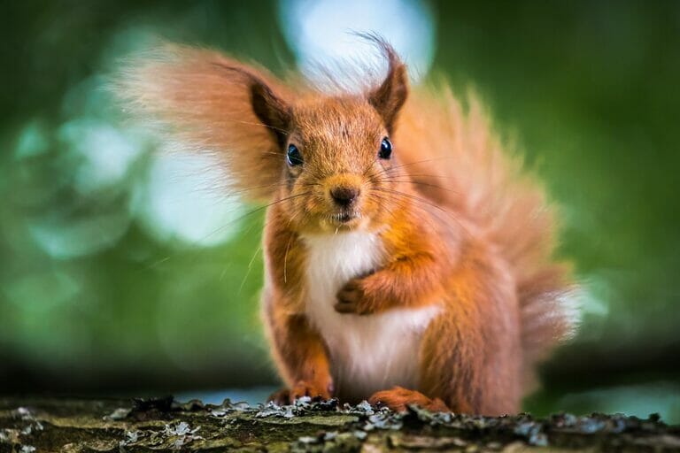 Animals That Are Deaf: 7 Species Surprisingly Without Hearing