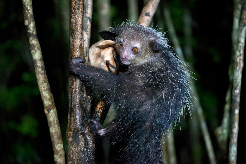 Animals That Climb Trees: 18 Tree-Dwelling Species Revealed