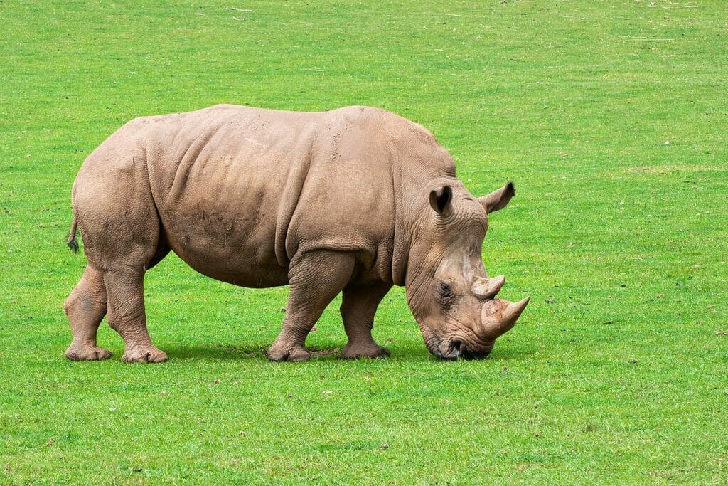 Animals That Eat Grass: 6 Fascinating Grazing Species