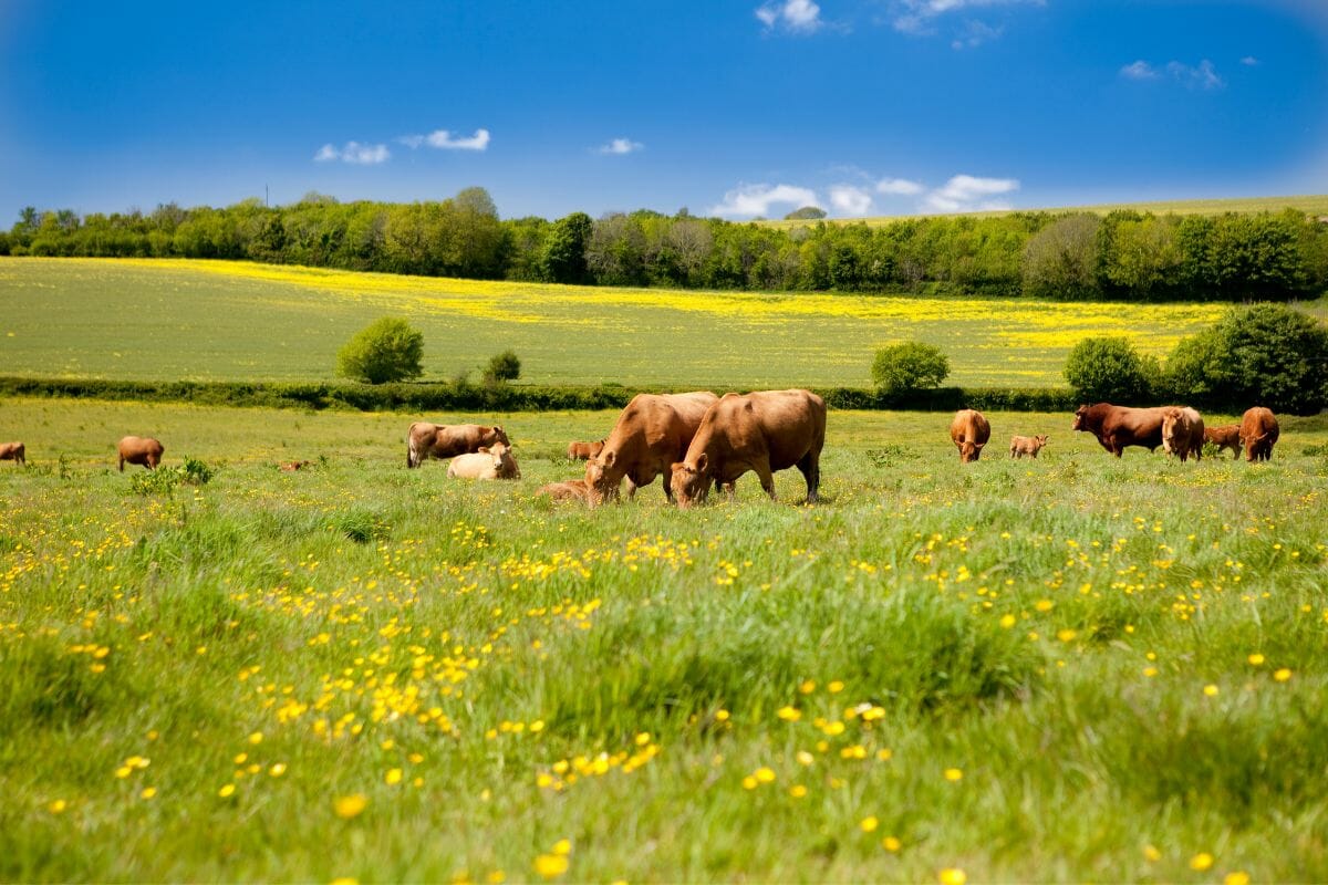 Animals That Eat Grass: 6 Fascinating Grazing Species