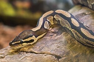 Animals That Eat Humans: The 17 Most Dangerous Human Eaters