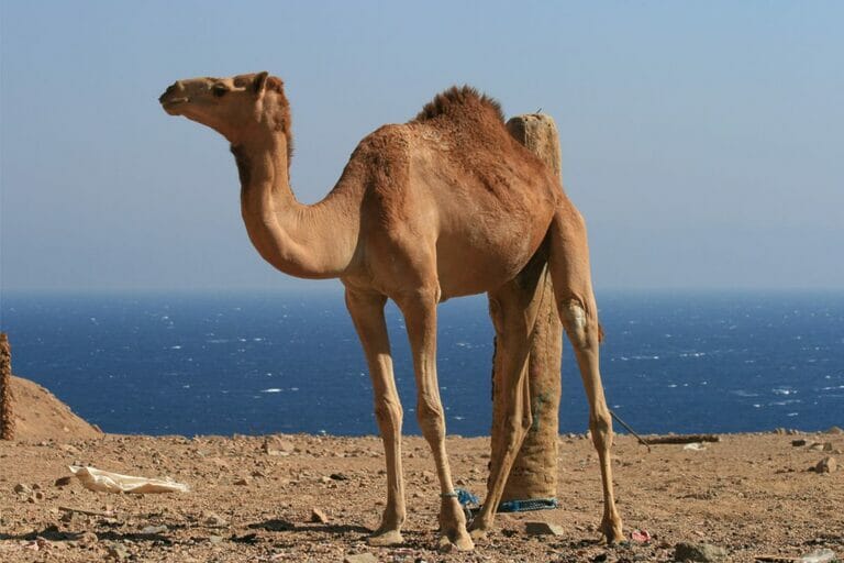 13 Animals Live In Hot Climates: Adaptations & Survival