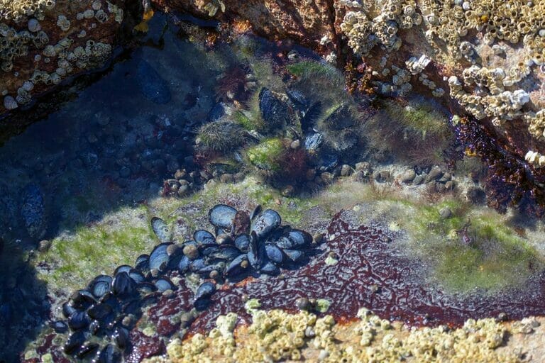 Animals That Live In Tide Pools - Cool Wood Wildlife Park