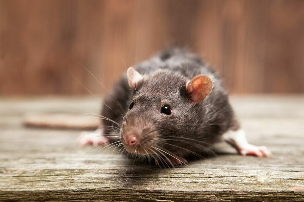 Animals That Look Like Rats: 6 Species Often Mistaken For Rats