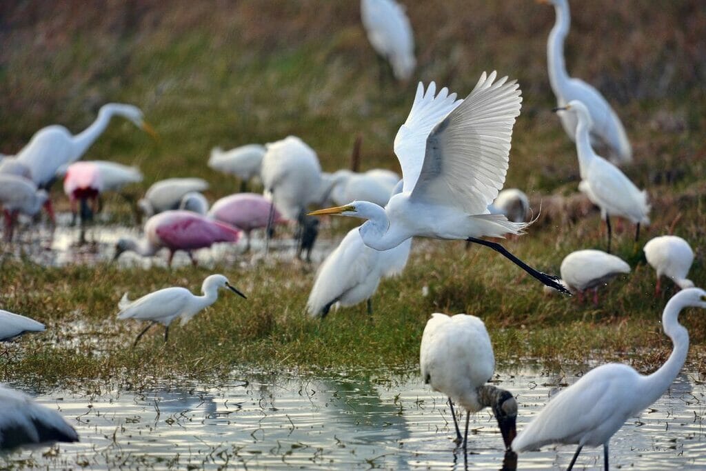 Animals That Migrate: 11 Species With Amazing Journeys