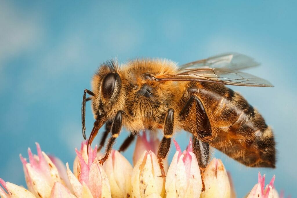 Animals That Sting: 12 Species Packing A Painful Punch