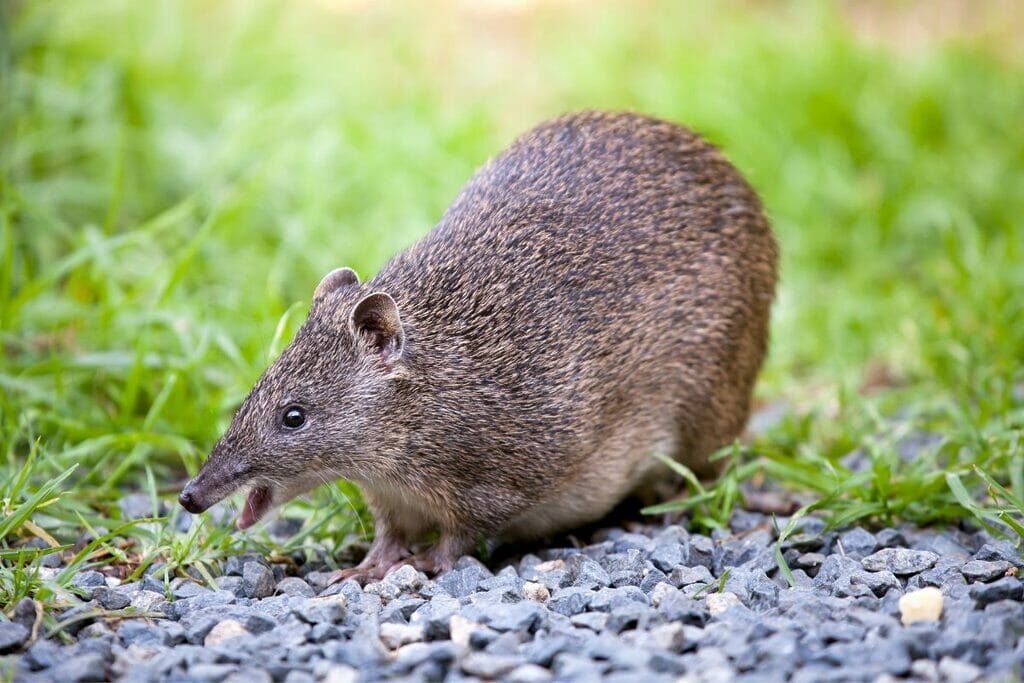 Bandicoot Vs. Quenda: Key Differences Explained